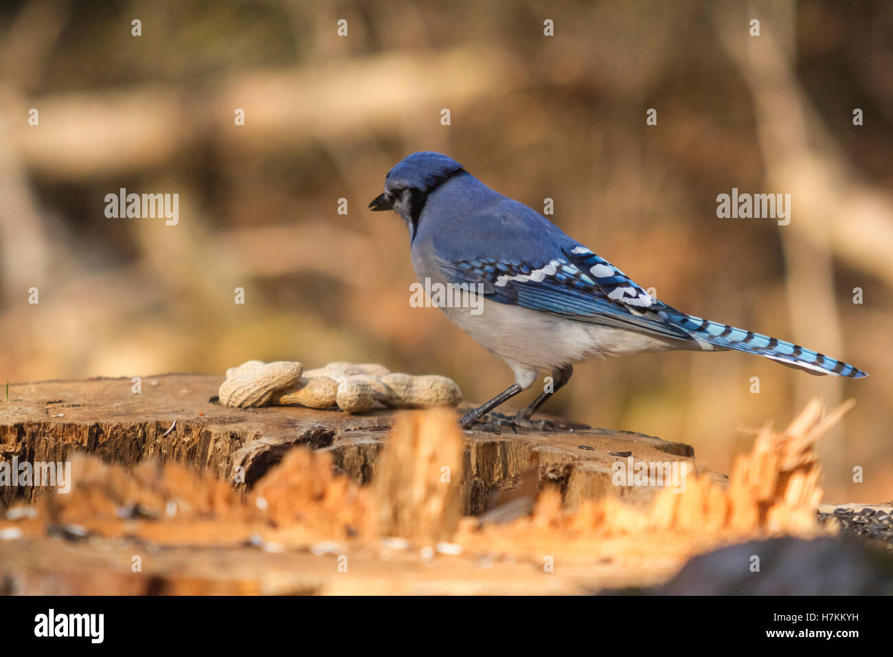 A lone blue jay feeding on some nuts Stock Photo - Alamy
