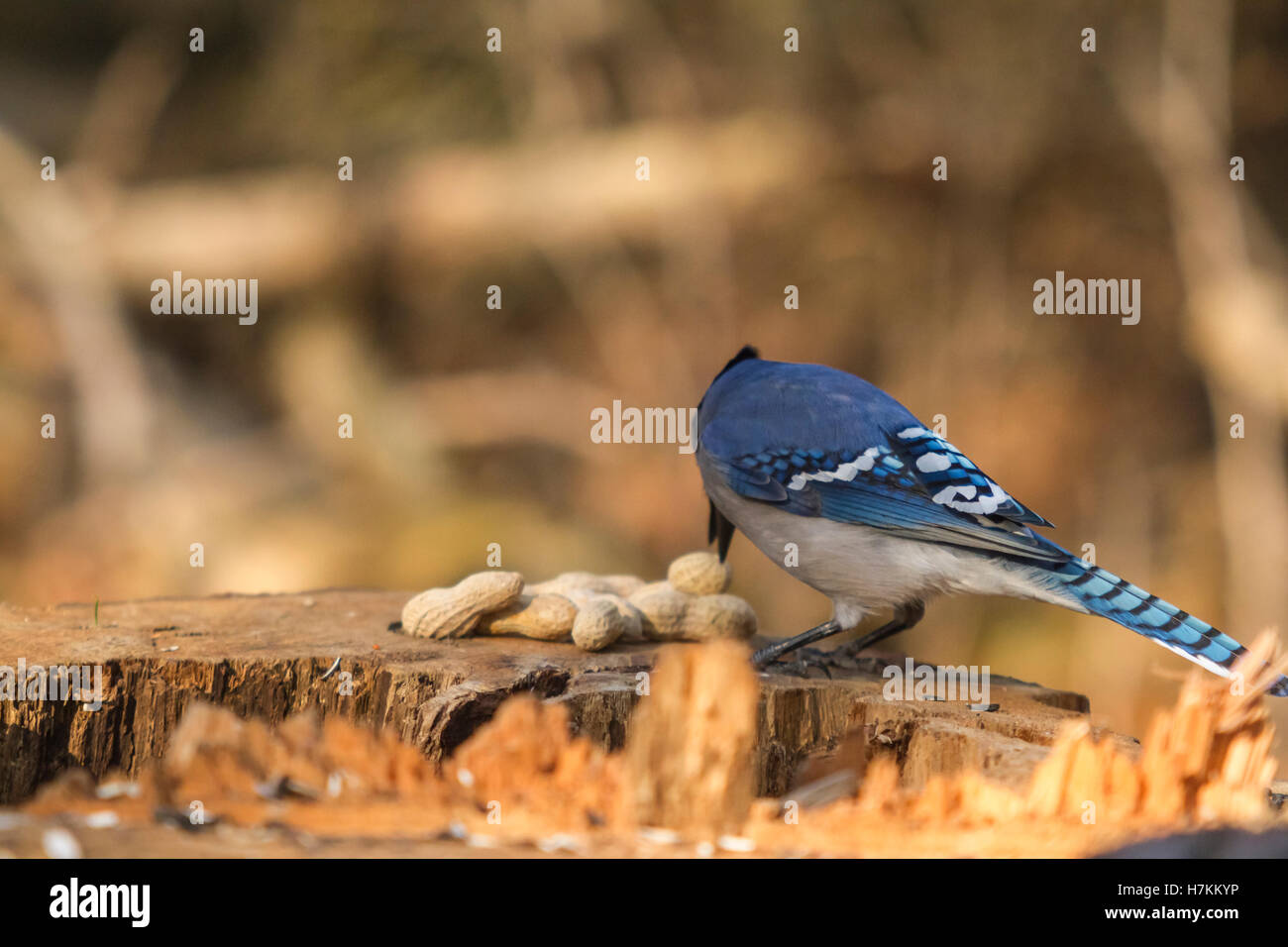 A lone blue jay feeding on some nuts Stock Photo - Alamy