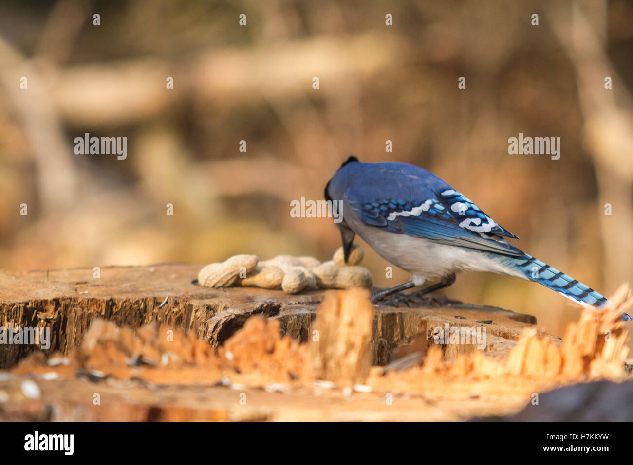 A lone blue jay feeding on some nuts Stock Photo - Alamy