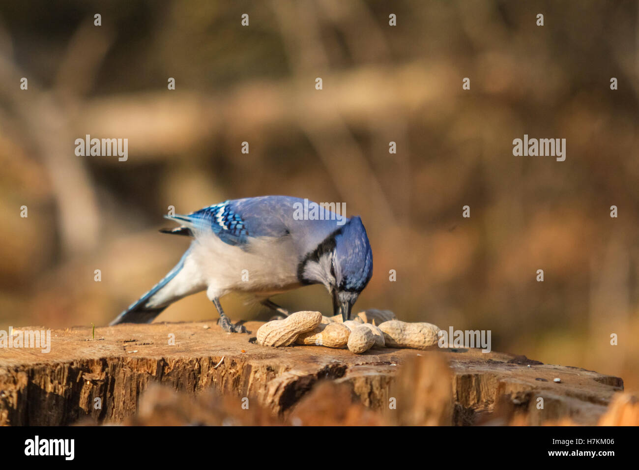 A lone blue jay feeding on some nuts Stock Photo - Alamy