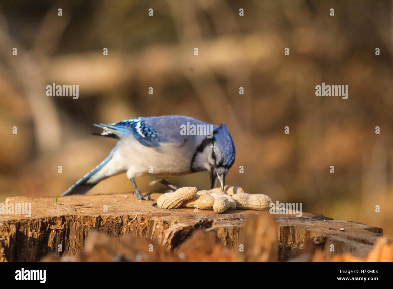 A lone blue jay feeding on some nuts Stock Photo - Alamy