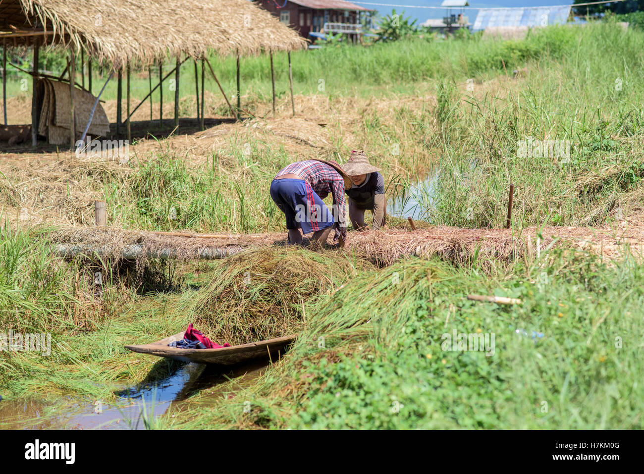 Men on a boat full of weed on an Inle Lake canal Stock Photo - Alamy