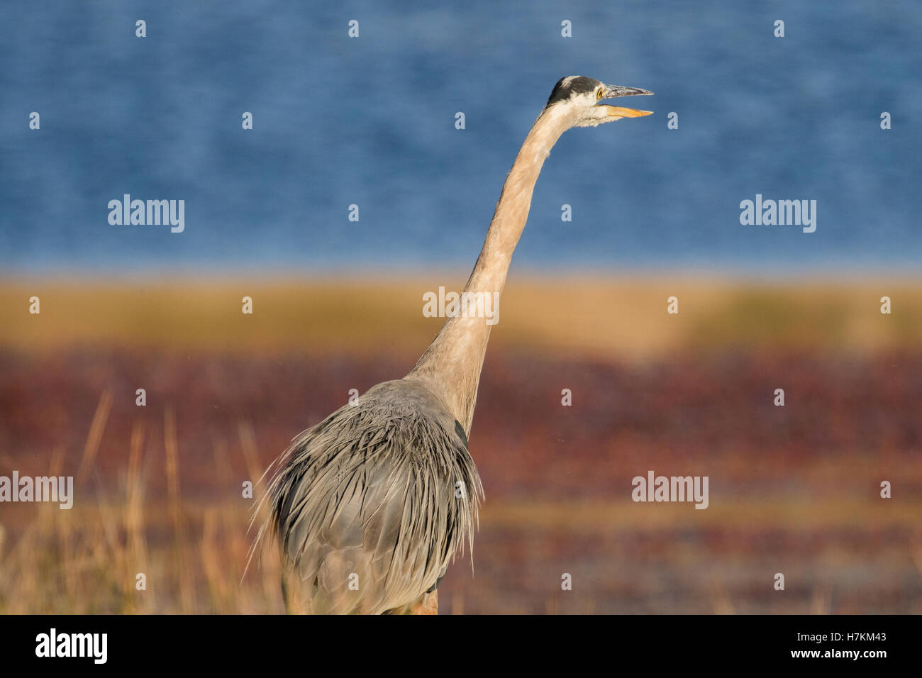 The Great Blue Heron Stands Three To Four Feet Tall And Has A Wingspan Of Almost Six Feet Stock