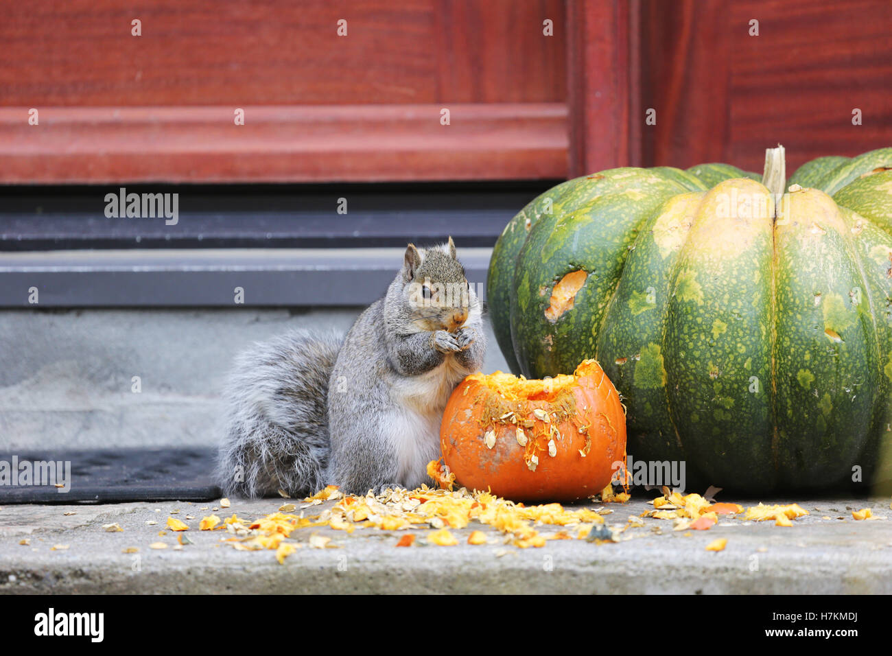 A squirrel digs into a pumpkin for some Halloween treats Stock Photo ...