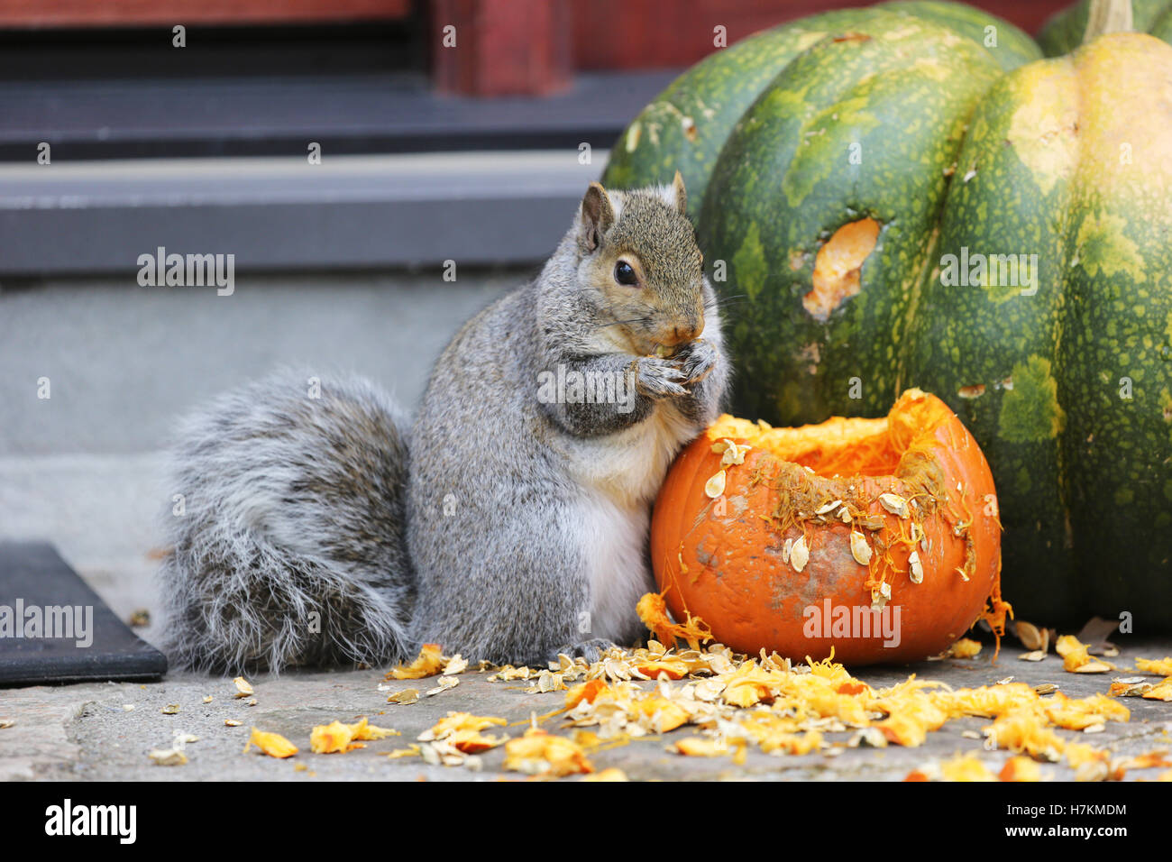 A squirrel digs into a pumpkin for some Halloween treats Stock Photo ...