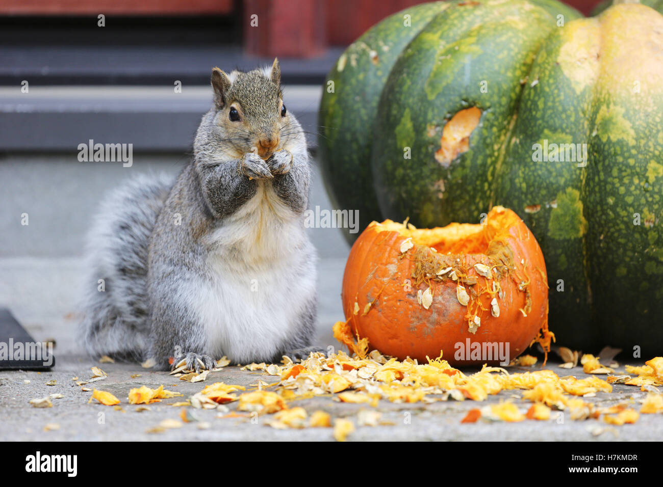 A squirrel digs into a pumpkin for some Halloween treats Stock Photo ...