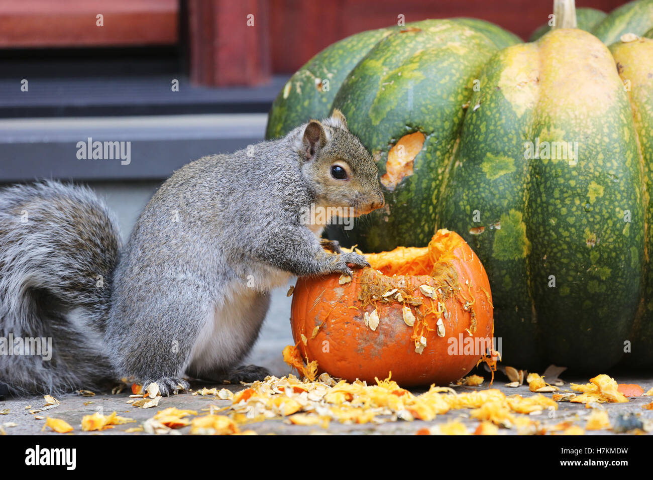 A squirrel digs into a pumpkin for some Halloween treats Stock Photo ...