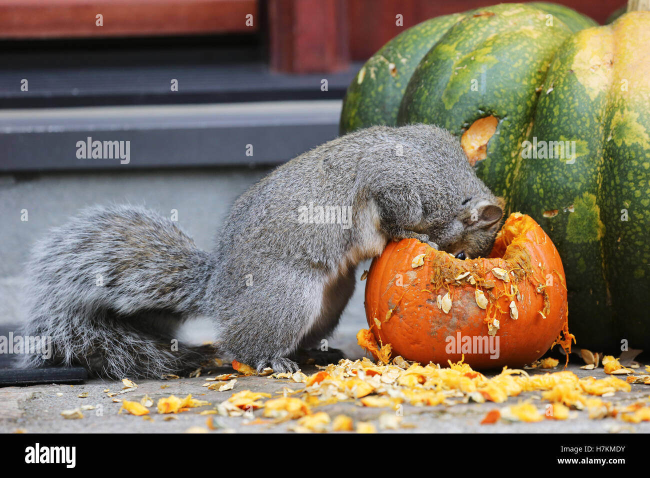 A squirrel digs into a pumpkin for some Halloween treats Stock Photo ...