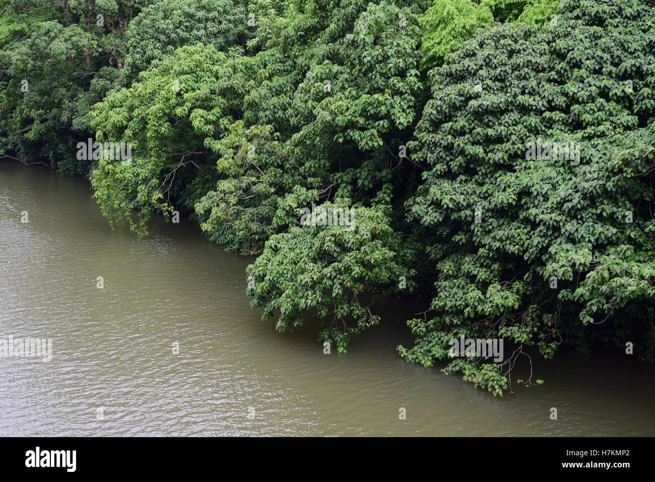 Thenmala Ecotourism forest at Thenmala Kollam District Kerala India ...