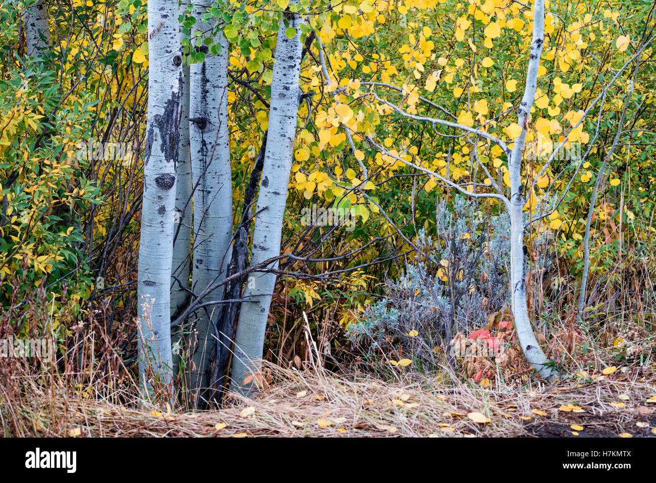 Tree trunks and fall color Stock Photo - Alamy