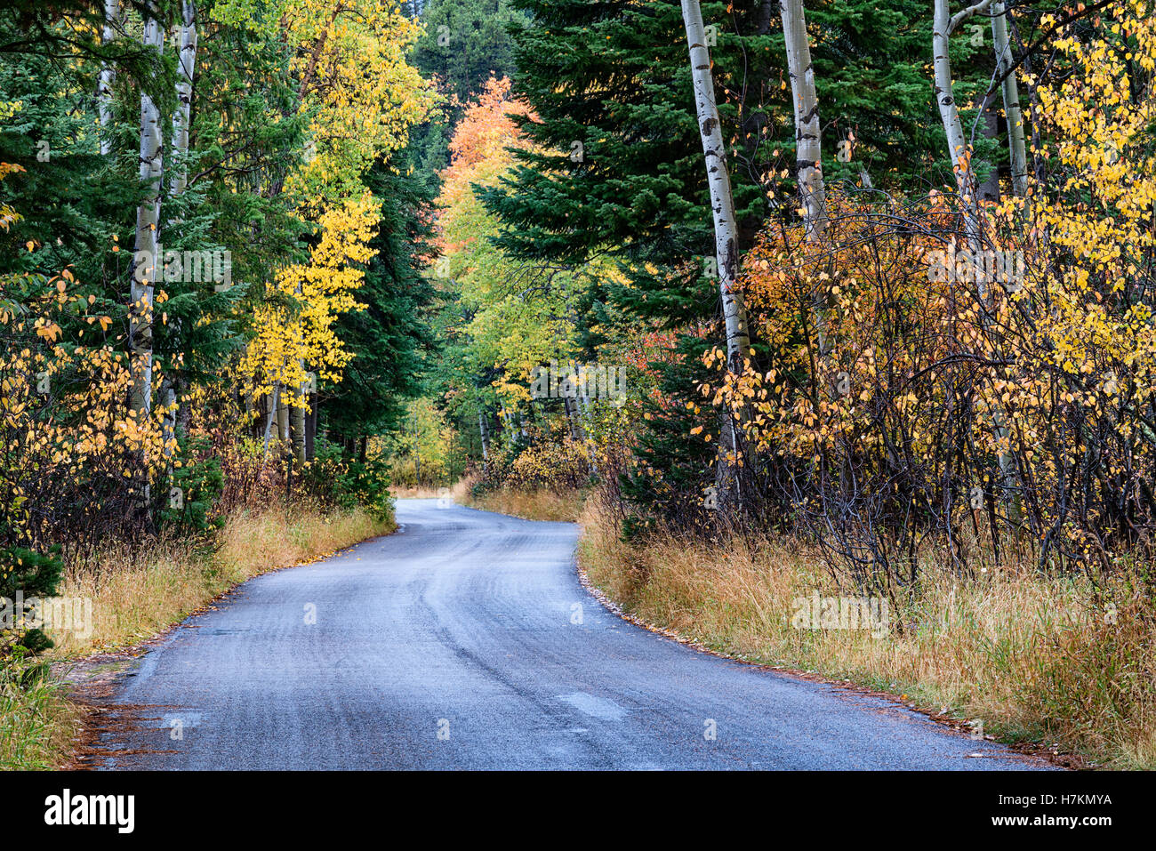 Road and fall hi-res stock photography and images - Alamy