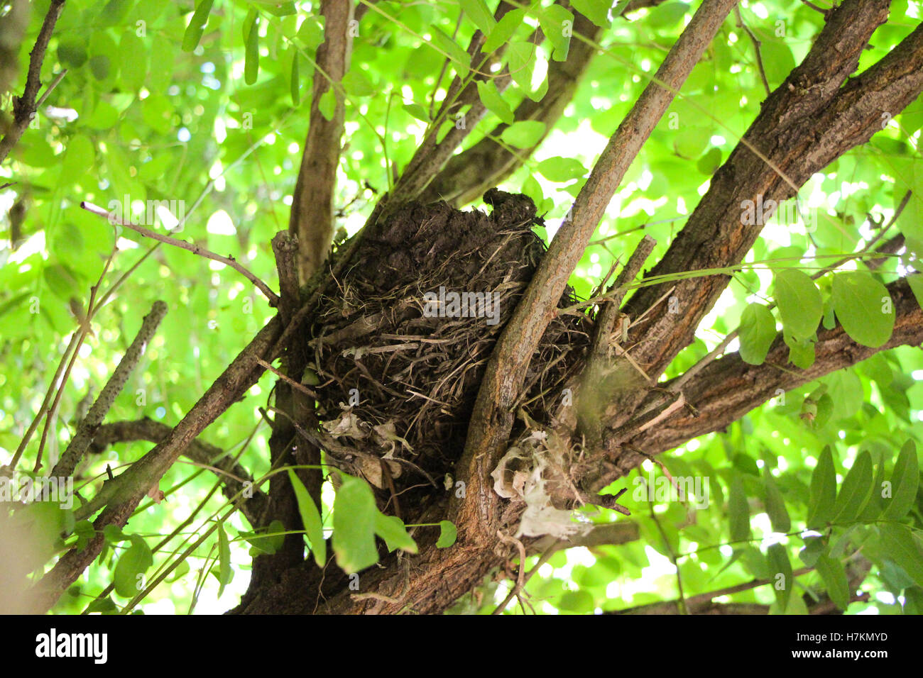 Bird's Nest in a tree with nice green leaves Stock Photo - Alamy