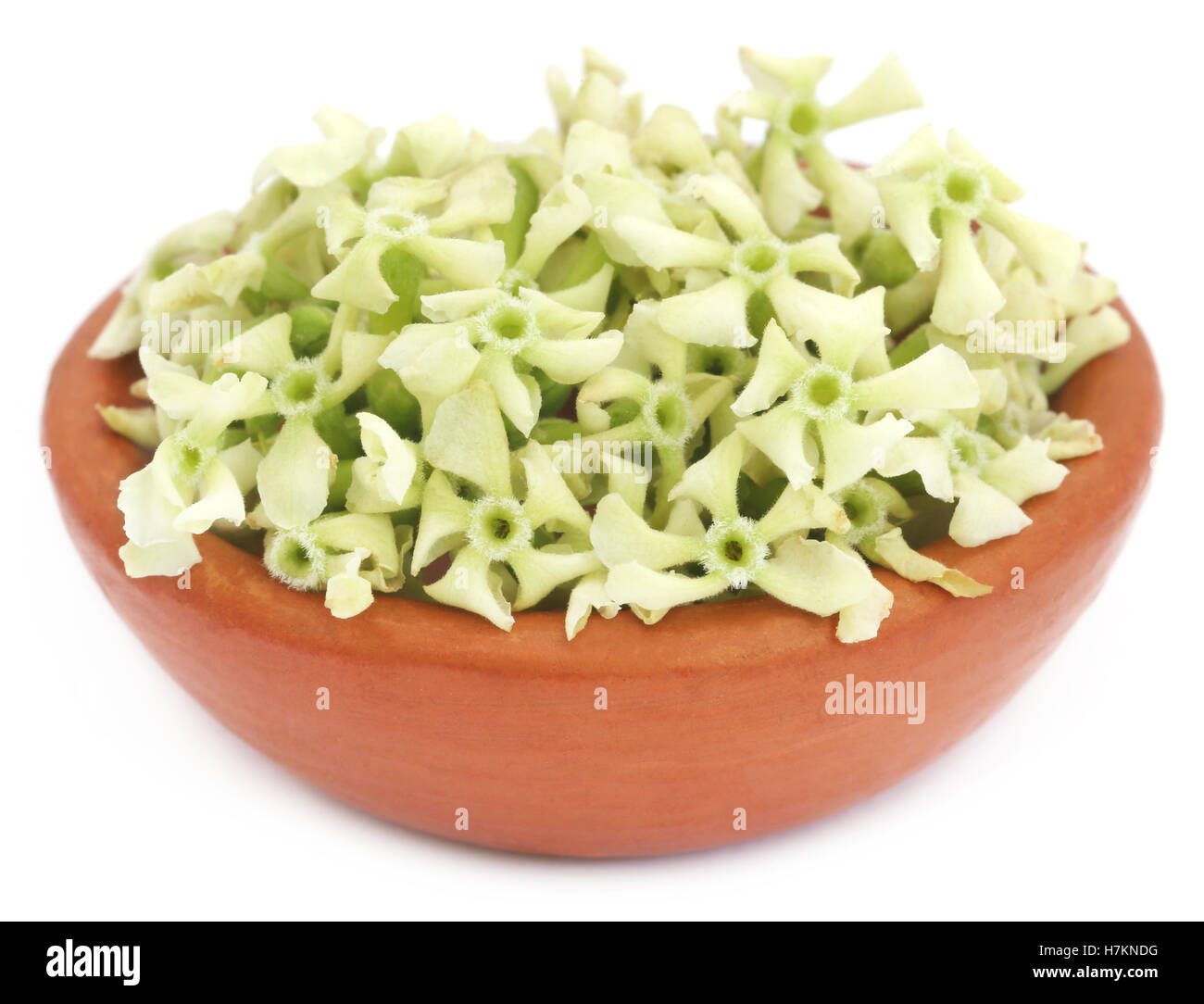 Flowers of Alstonia scholaris commonly called blackboard tree or devil ...