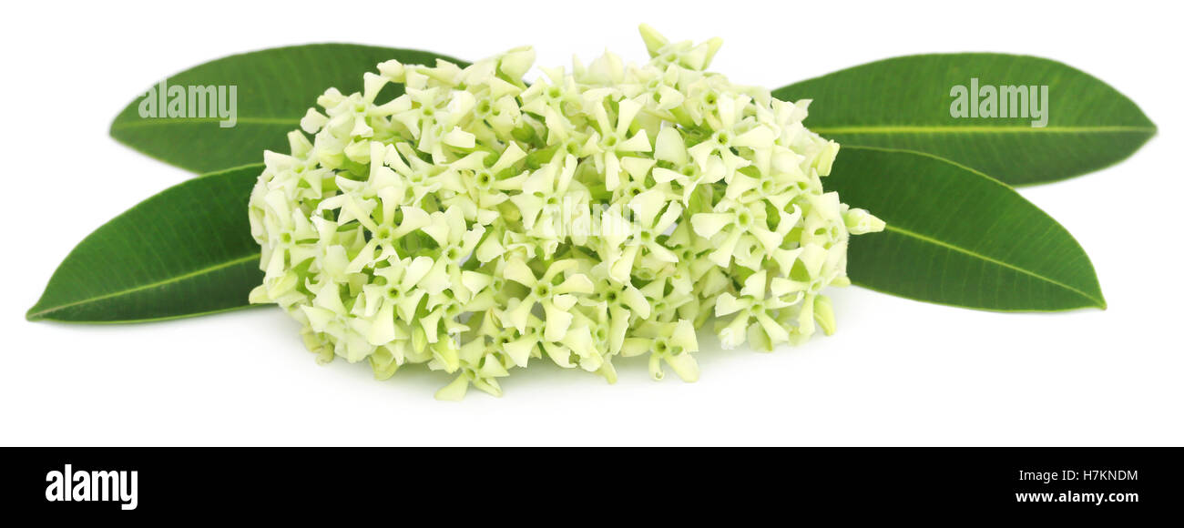 Flowers of Alstonia scholaris commonly called blackboard tree or devil ...