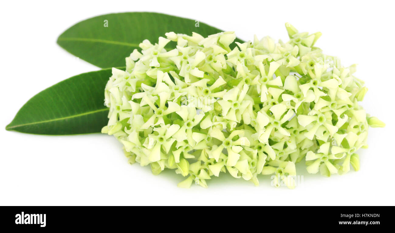 Flowers of Alstonia scholaris commonly called blackboard tree or devil ...