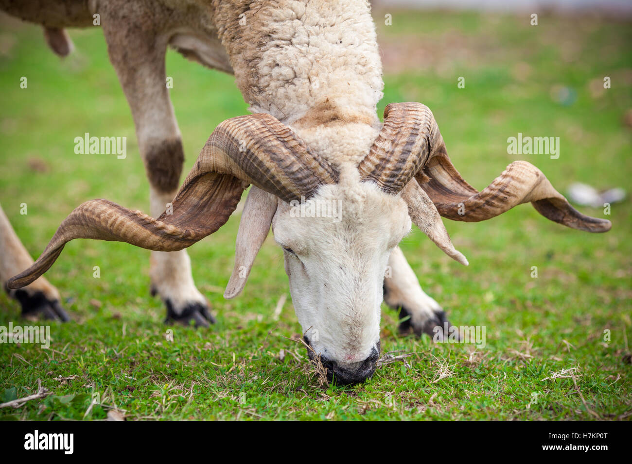 Curly Horns High Resolution Stock Photography and Images - Alamy