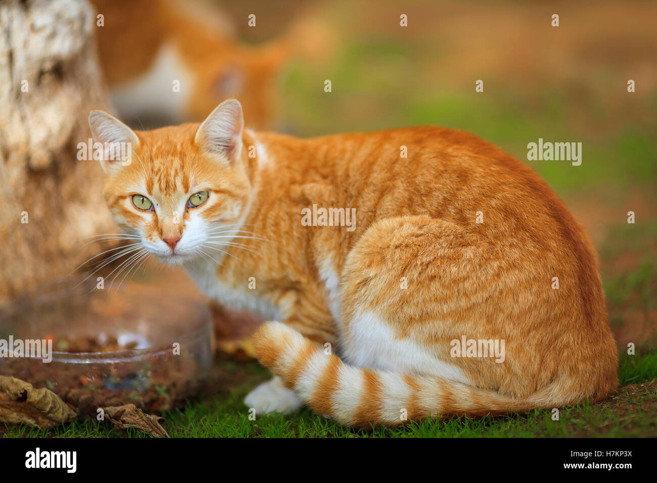 Curious pose hi-res stock photography and images - Alamy