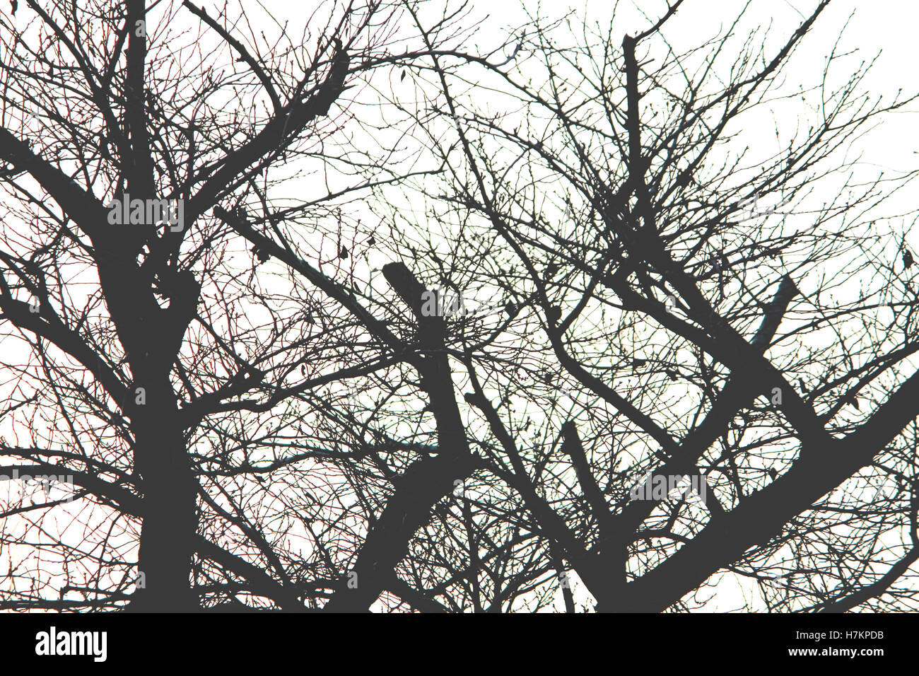 Tree silhouette texture Stock Photo - Alamy