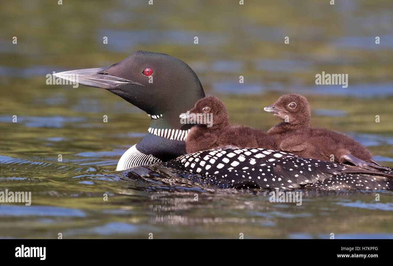A common loon swimming with two chicks on her back in Canada Stock Photo - Alamy