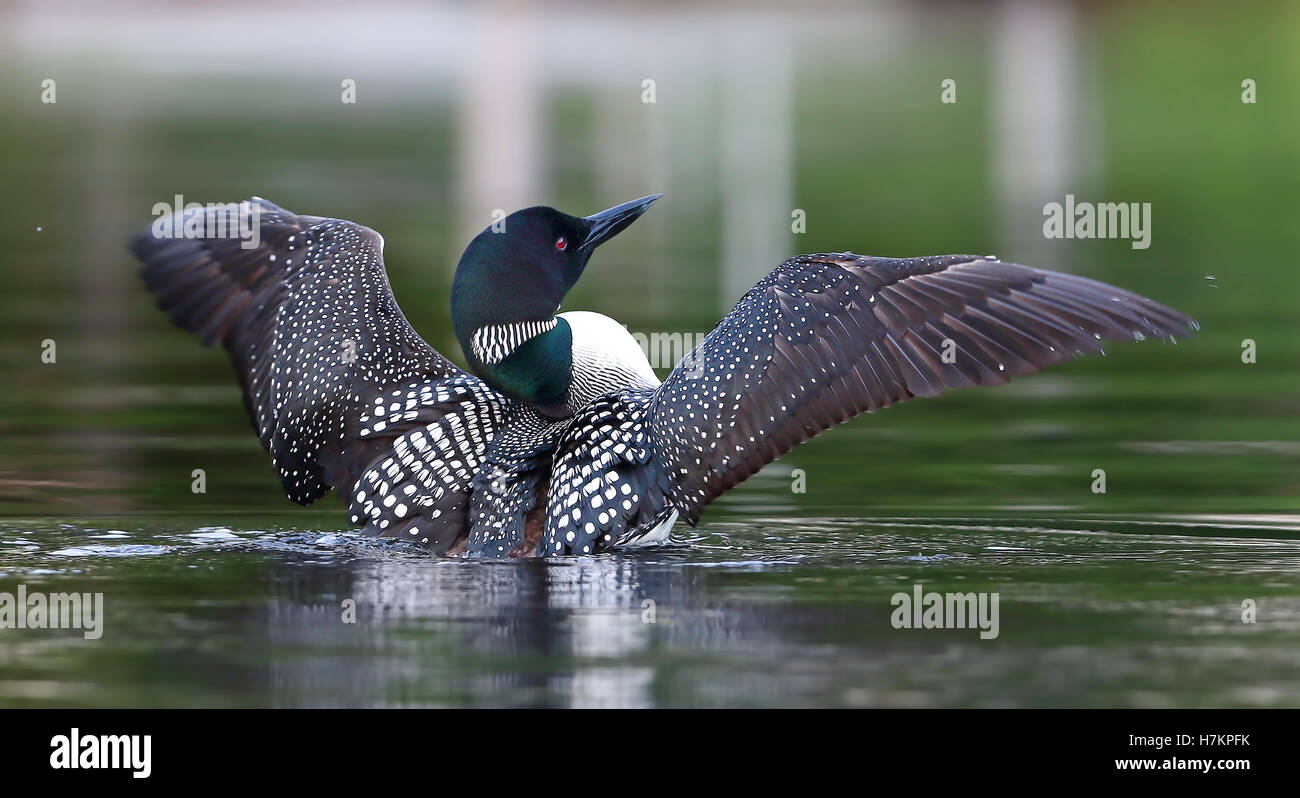Common loon wings hi-res stock photography and images - Alamy