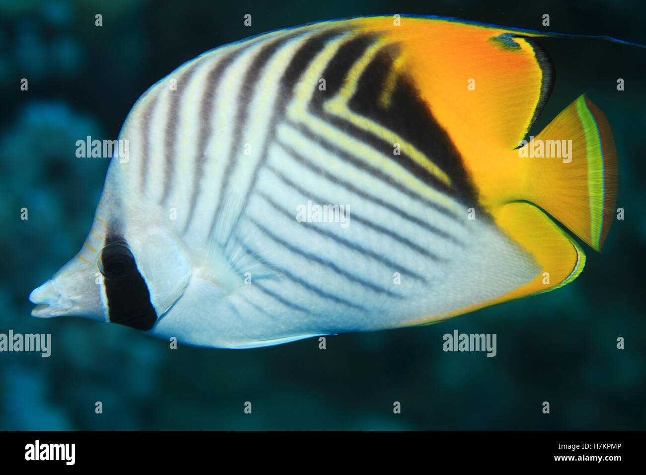Threadfin butterflyfish (Chaetodon auriga) in the coral reef of the red ...