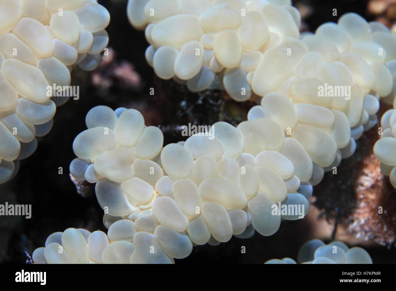 Bubble coral (Plerogyra sinuosa) underwater in the coral reef of the ...