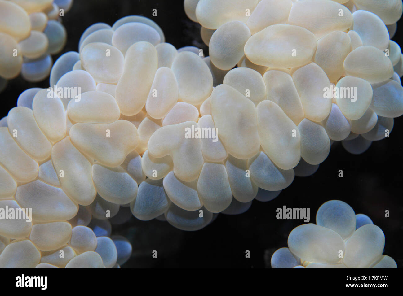 Bubble coral (Plerogyra sinuosa) underwater in the coral reef of the ...