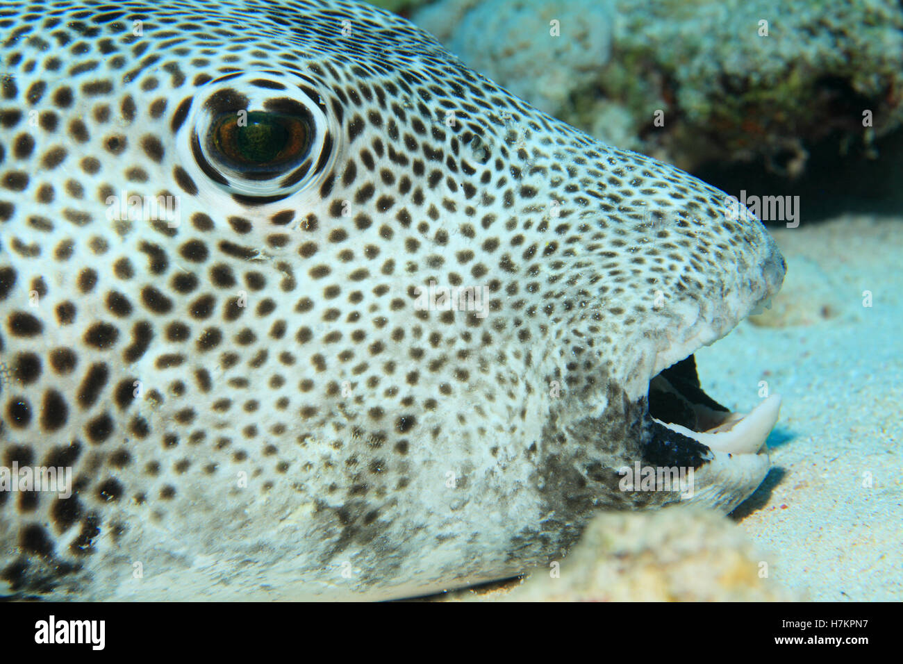 Egypt red sea giant pufferfish hi-res stock photography and images - Alamy
