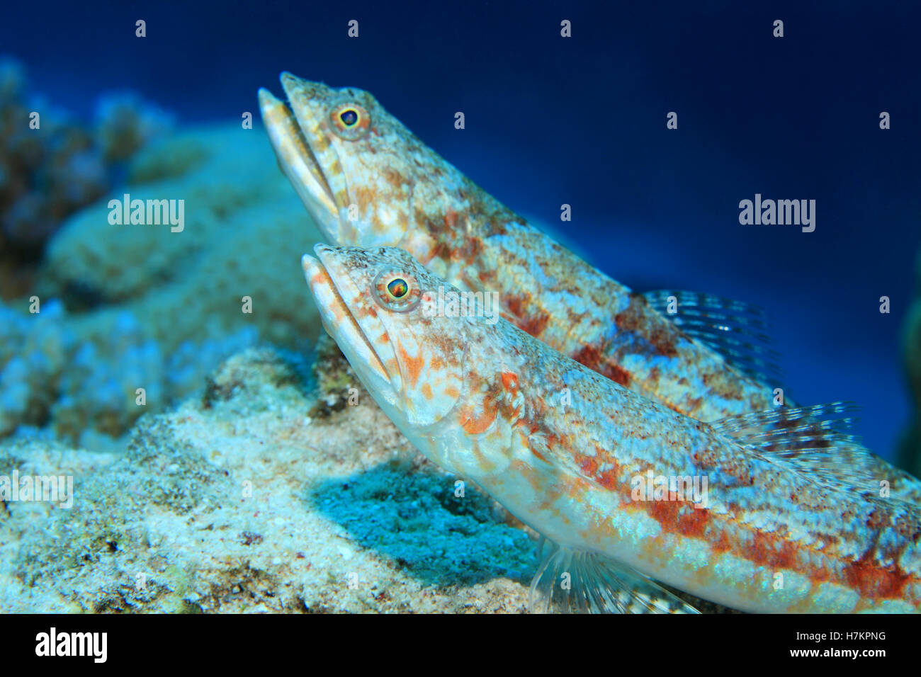 Deep Sea Lizardfish