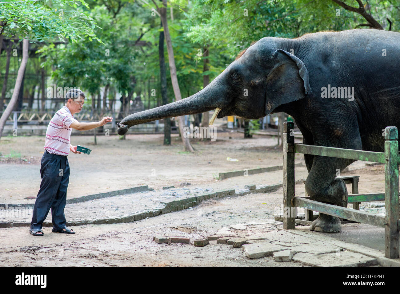 Chained up elephant in Mandalay's ZOO, Burma Stock Photo - Alamy