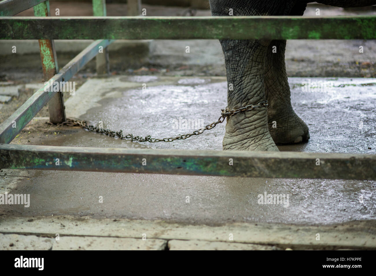 Chained up elephant in Mandalay's ZOO, Burma Stock Photo - Alamy