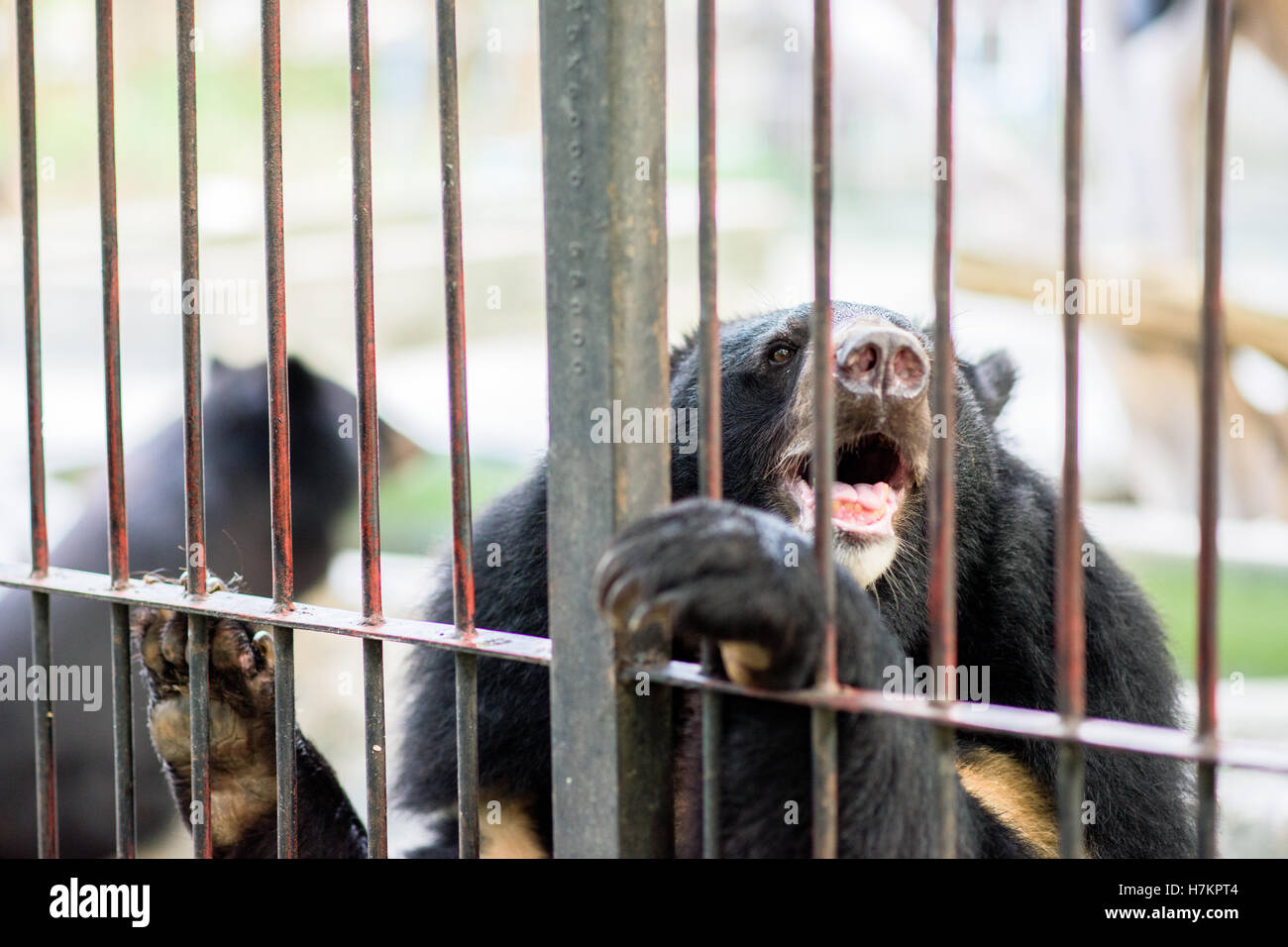 Bear behind bars in a zoo Stock Photo - Alamy