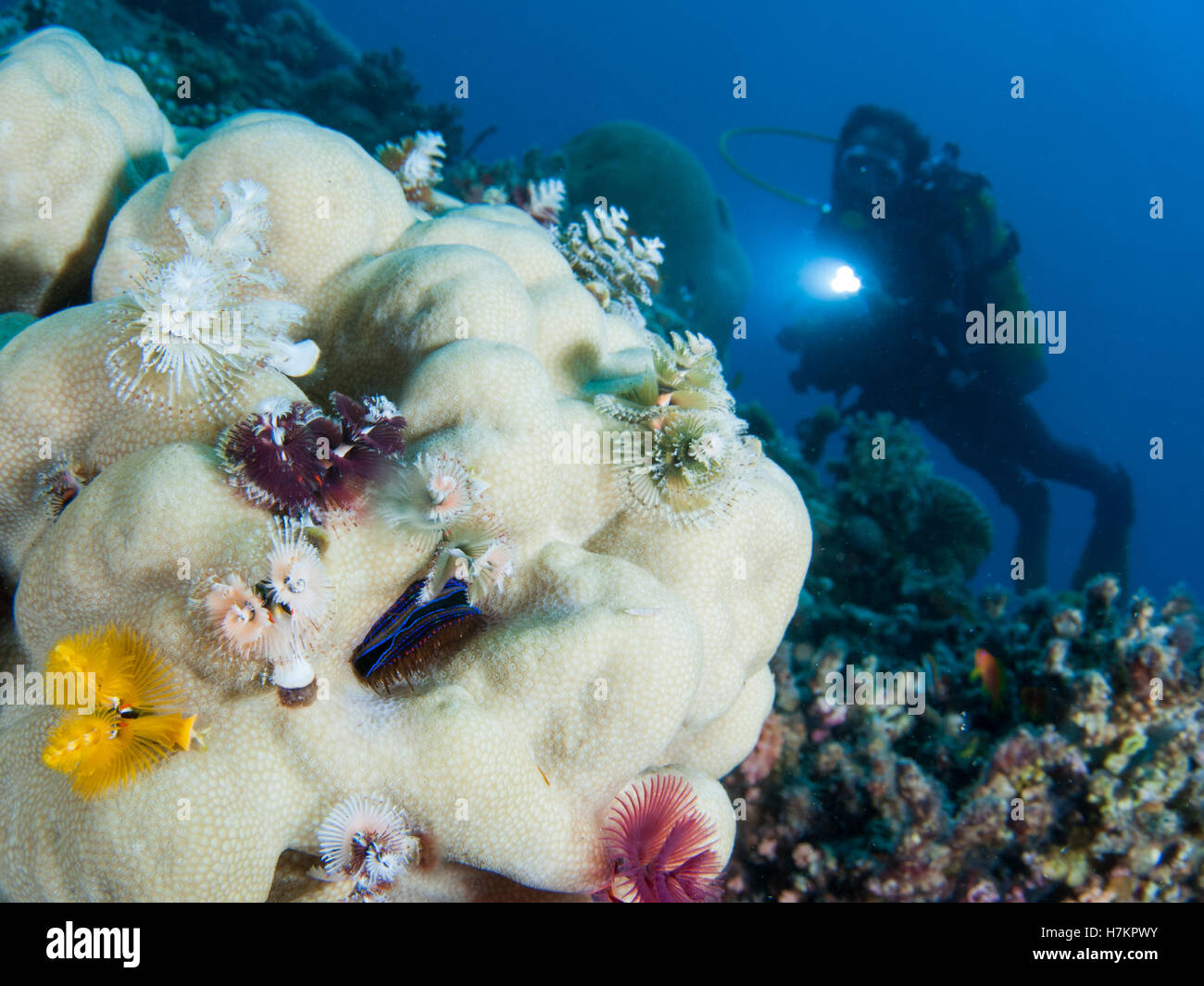 Polychaete worms hi-res stock photography and images - Alamy
