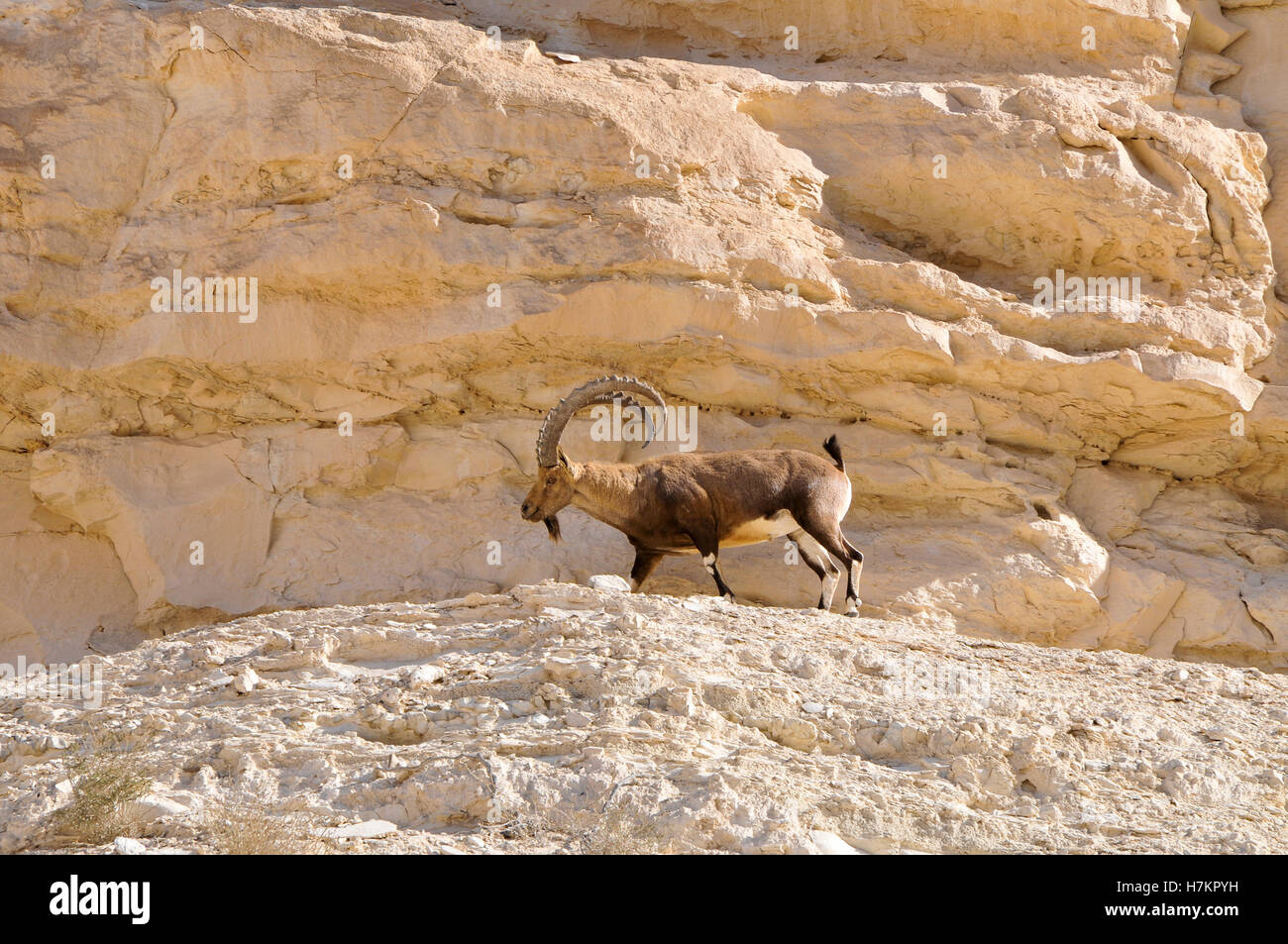Male with female Nubian Ibex (Capra ibex nubiana AKA Capra nubiana ...