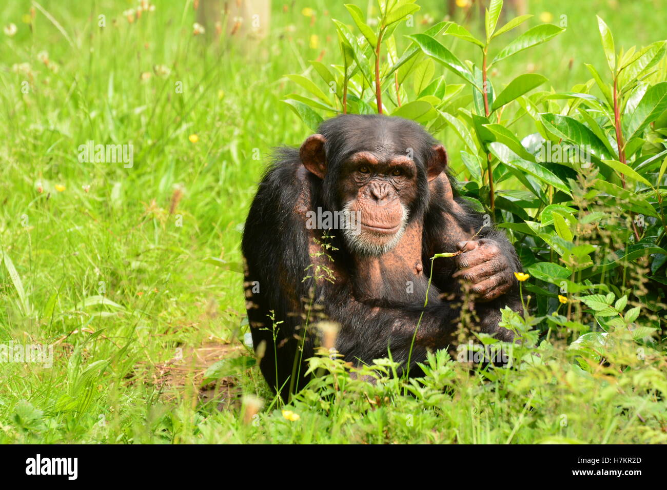 Zoo chester chimp hi-res stock photography and images - Alamy