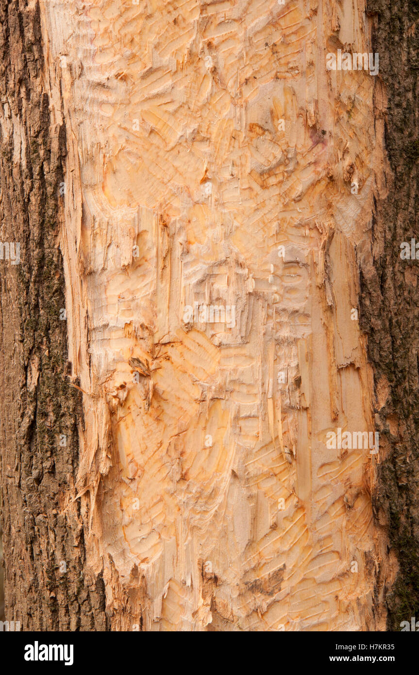 Beaver teeth marks hi-res stock photography and images - Alamy