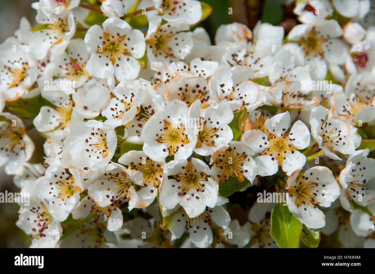 Oregon fruit hi-res stock photography and images - Alamy