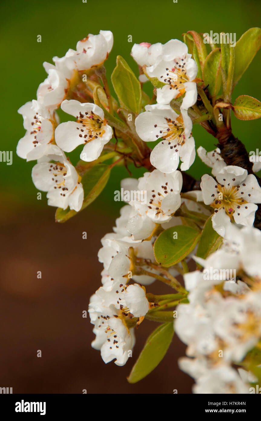Oregon fruit hi-res stock photography and images - Alamy