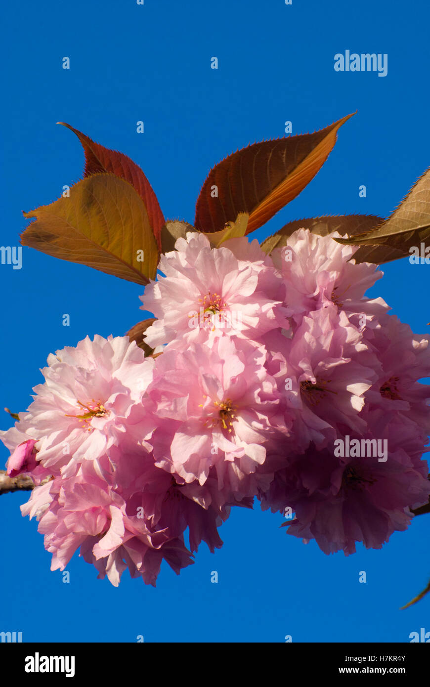 Flowering decorative cherry tree, Marion County, Oregon Stock Photo - Alamy