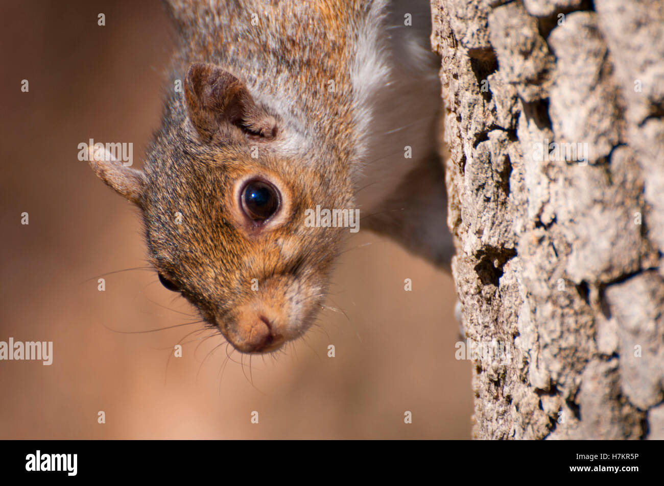 Oregon Gray Squirrel High Resolution Stock Photography and Images - Alamy