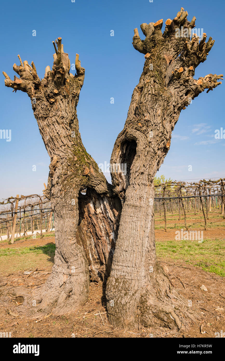 Twisted willow hi-res stock photography and images - Alamy