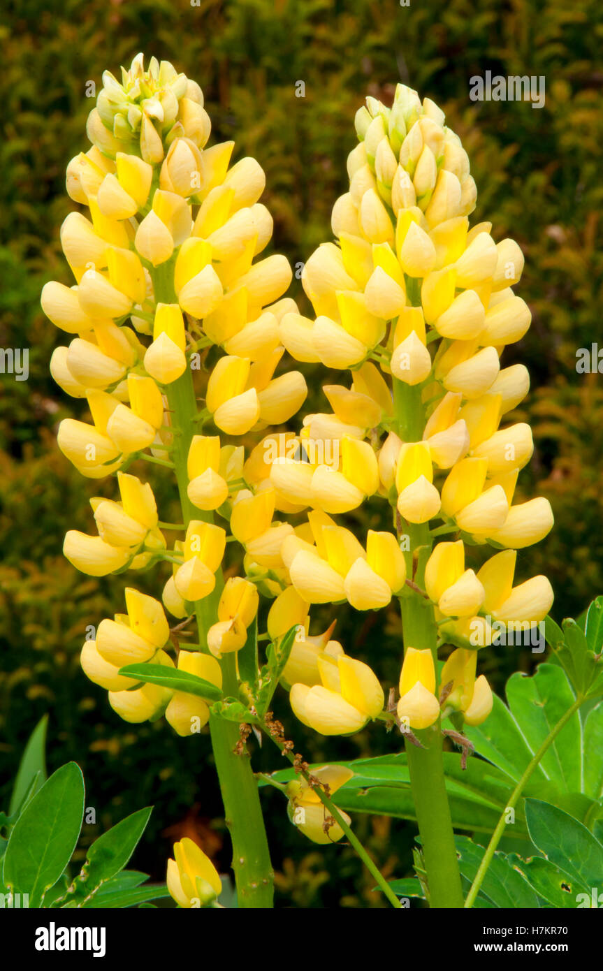 Lupine, Schreiners Iris Gardens, Keizer, Oregon Stock Photo - Alamy