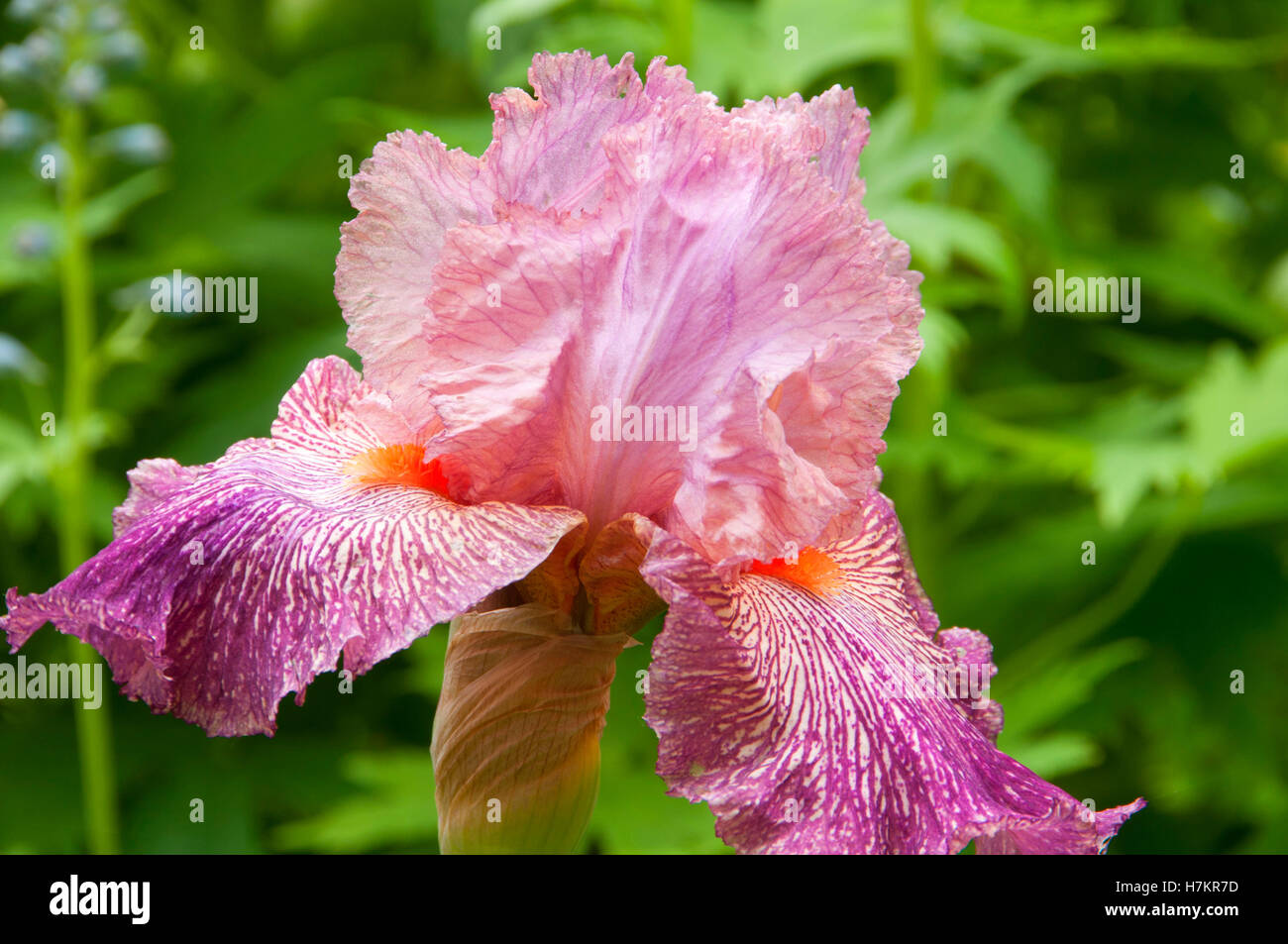 Anything Goes iris, Schreiners Iris Gardens, Keizer, Oregon Stock Photo ...