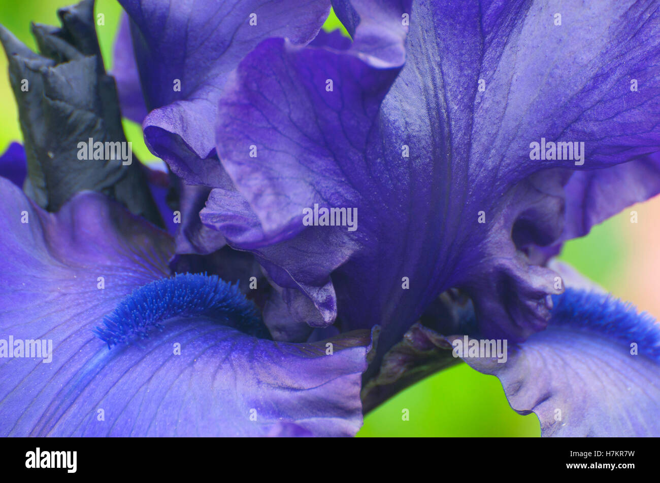 Dusky challenger iris hi-res stock photography and images - Alamy