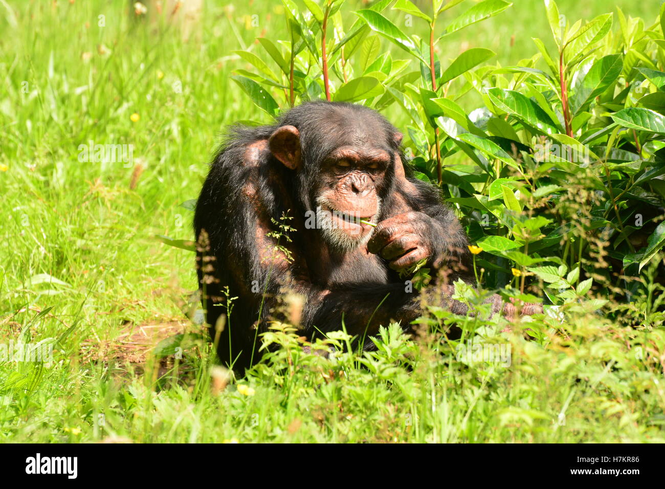 Zoo chester chimp hi-res stock photography and images - Alamy