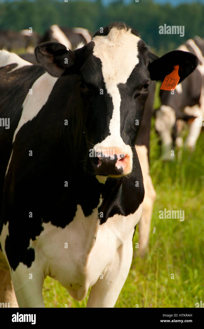 Dairy oregon hi-res stock photography and images - Alamy