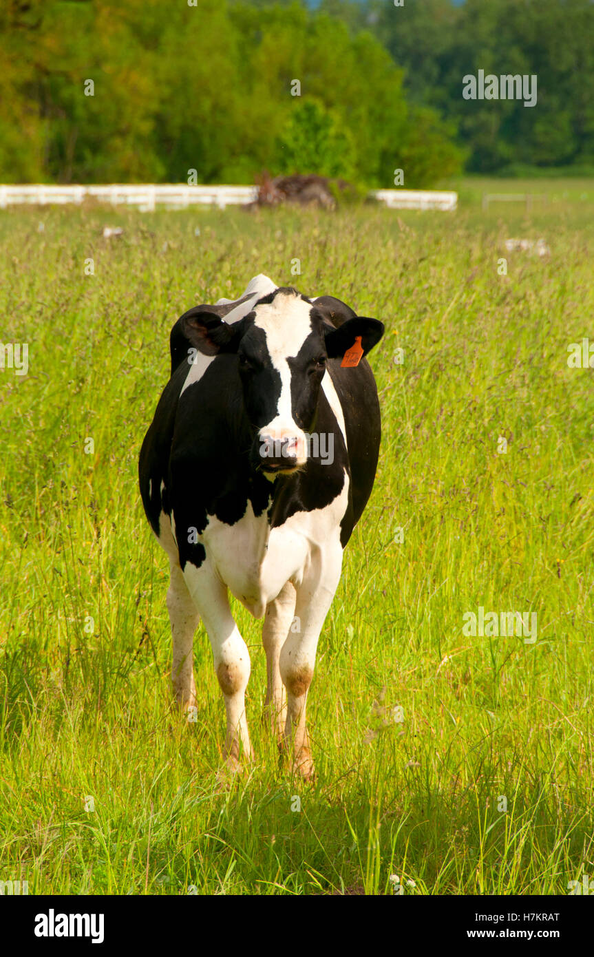 Dairy cow, Marion County, Oregon Stock Photo - Alamy