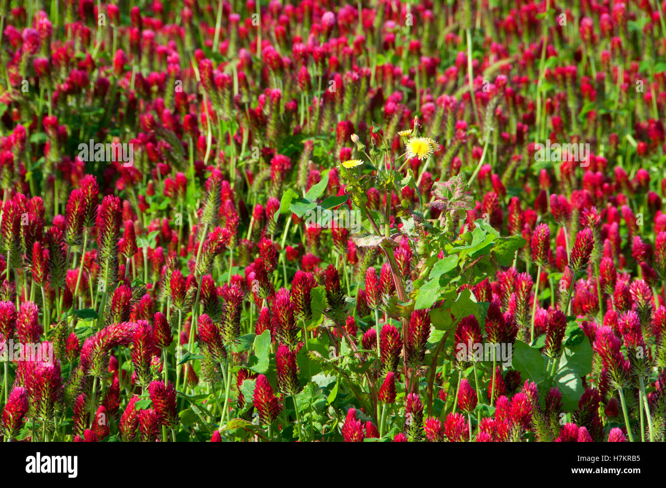 Clover farm hi-res stock photography and images - Alamy