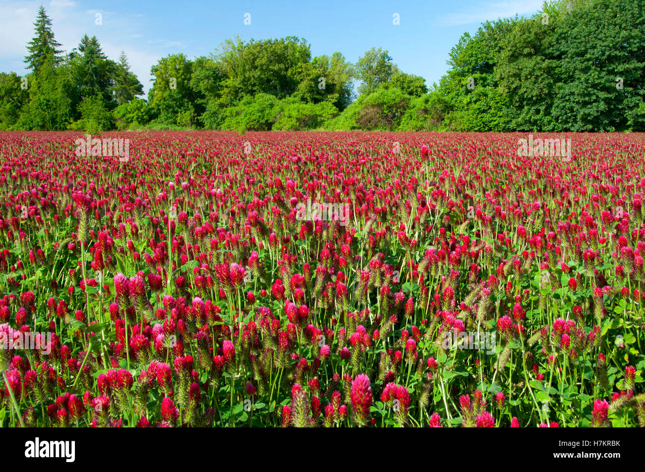 Clover farm hi-res stock photography and images - Alamy