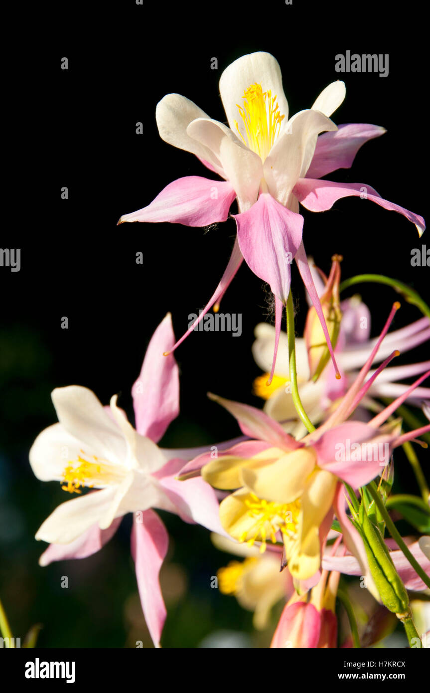 Columbine, Schreiners Iris Gardens, Keizer, Oregon Stock Photo - Alamy